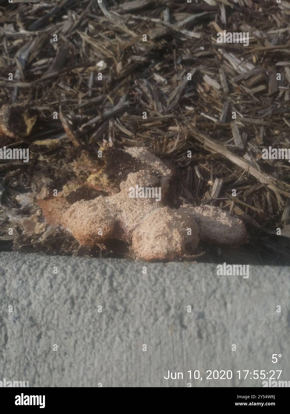 Dog Vomit Slime Mold (Fuligo septica) Protozoa Stock Photo - Alamy