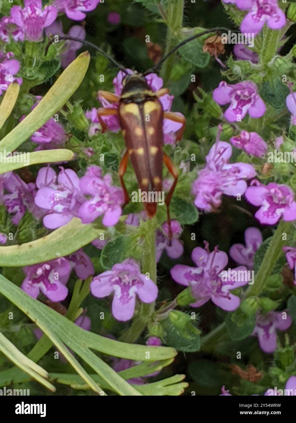 Banded Longhorn Beetle (Typocerus velutinus) Insecta Stock Photo - Alamy