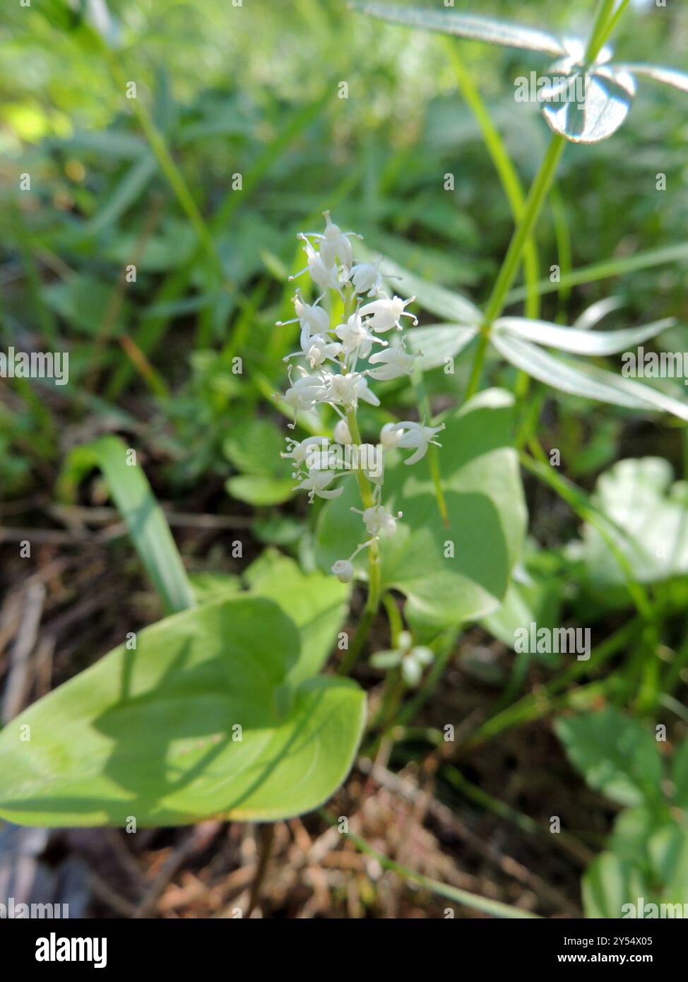 May Lily (Maianthemum bifolium) Plantae Stock Photo - Alamy