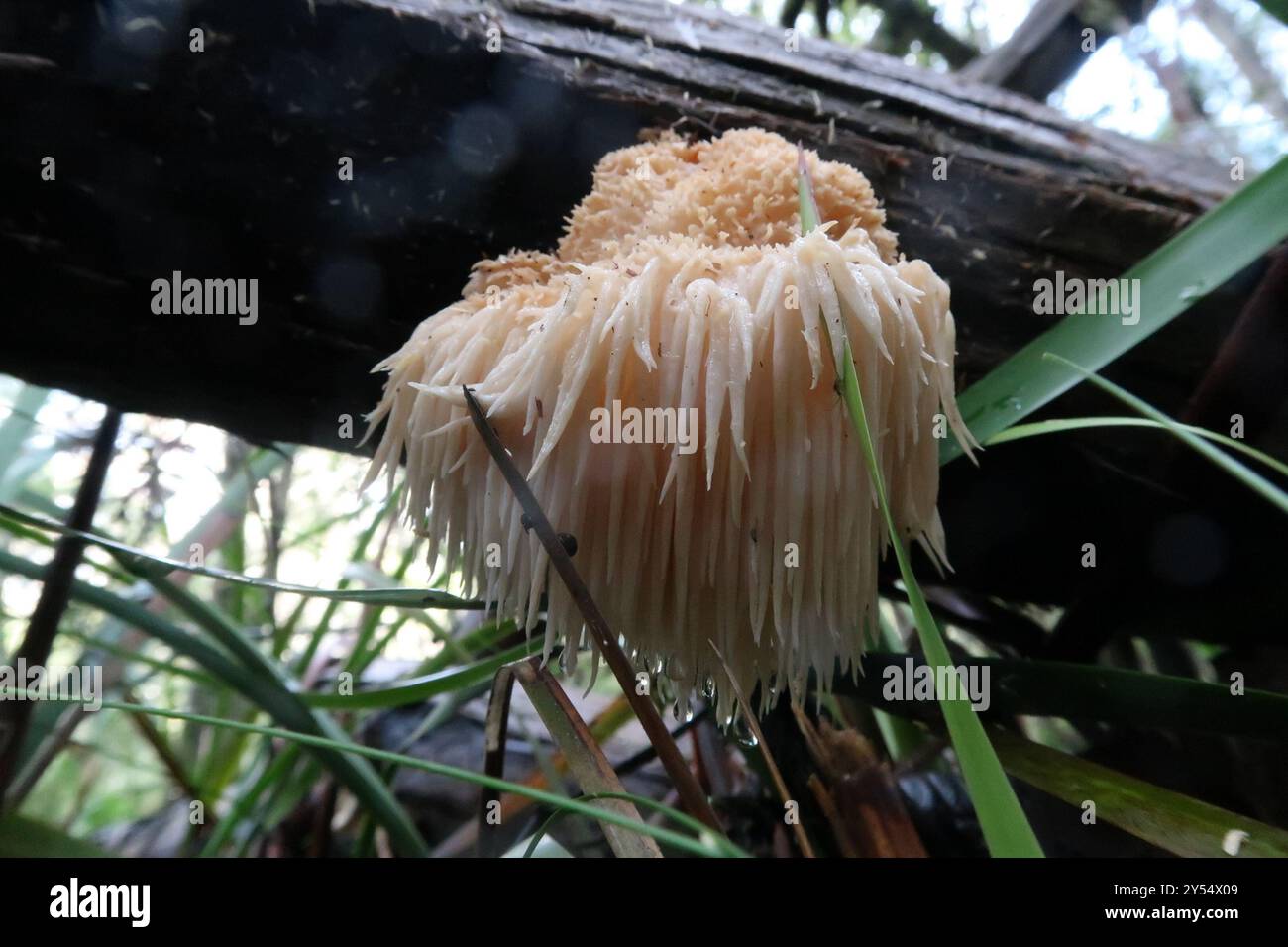 Coral tooth fungus (Hericium coralloides) Fungi Stock Photo - Alamy