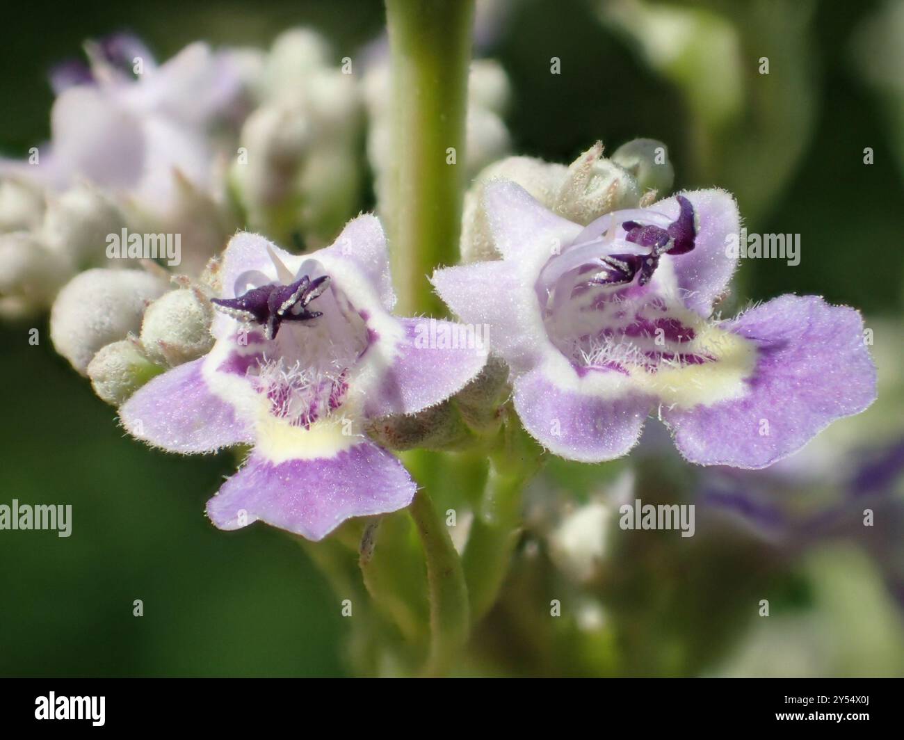 Five-leaved chaste tree (Vitex negundo) Plantae Stock Photo - Alamy