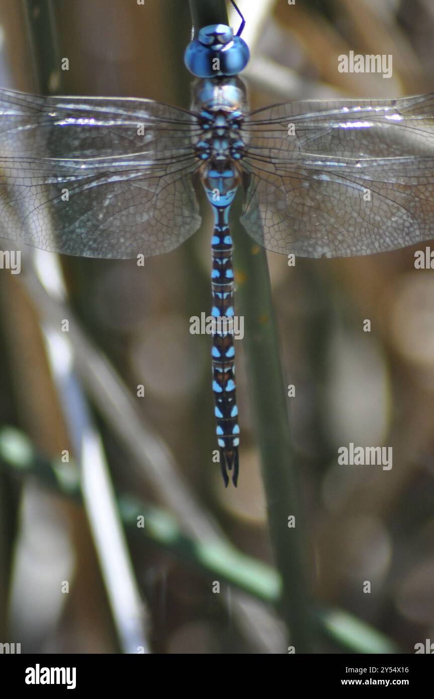 Blue-eyed Darner (Rhionaeschna multicolor) Insecta Stock Photo - Alamy