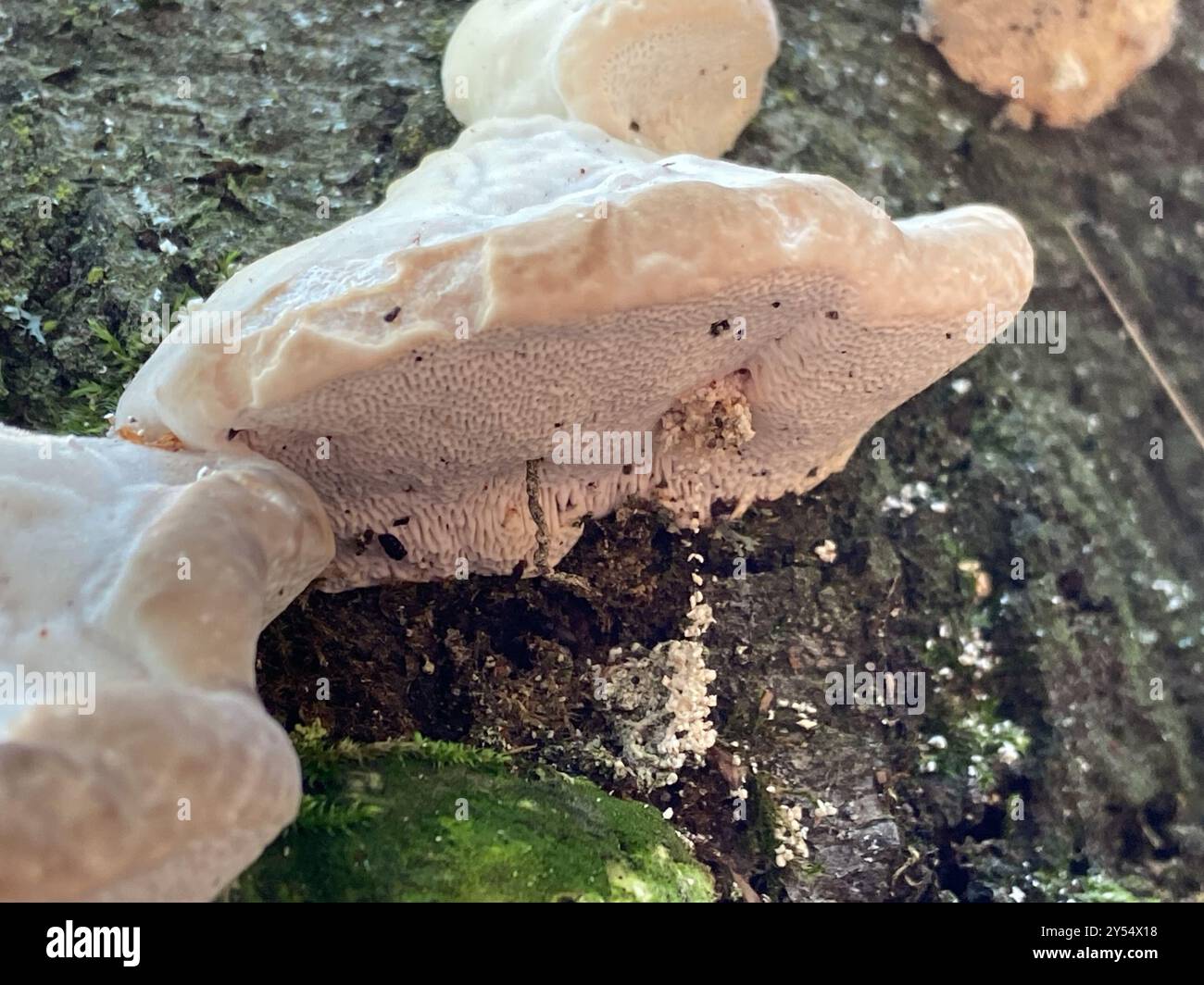 Lumpy Bracket (Trametes gibbosa) Fungi Stock Photo - Alamy