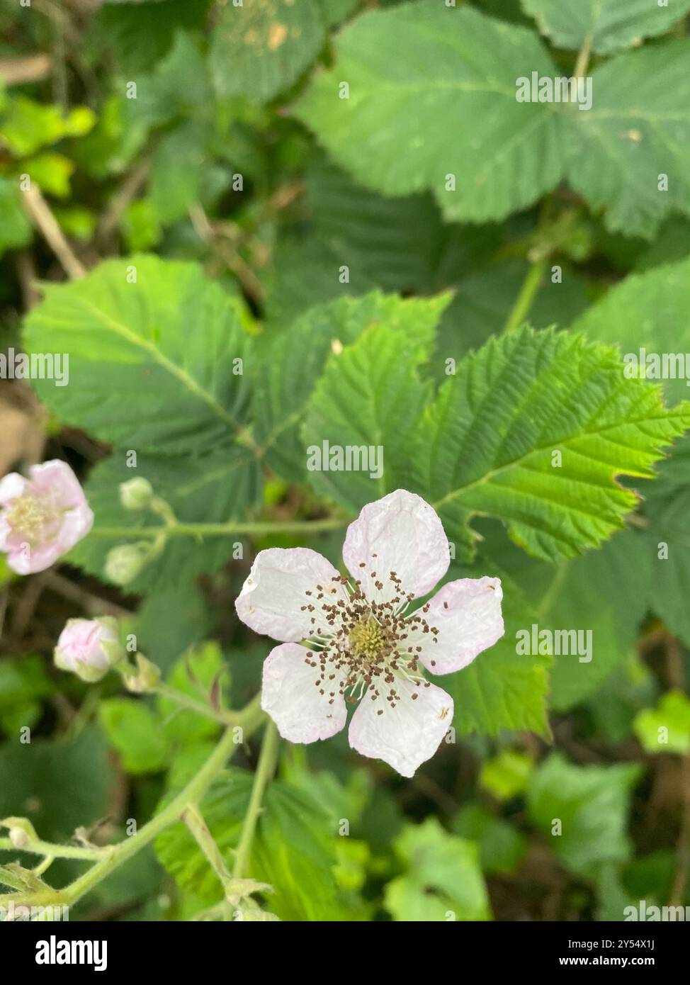 brambles (Rubus) Plantae Stock Photo - Alamy
