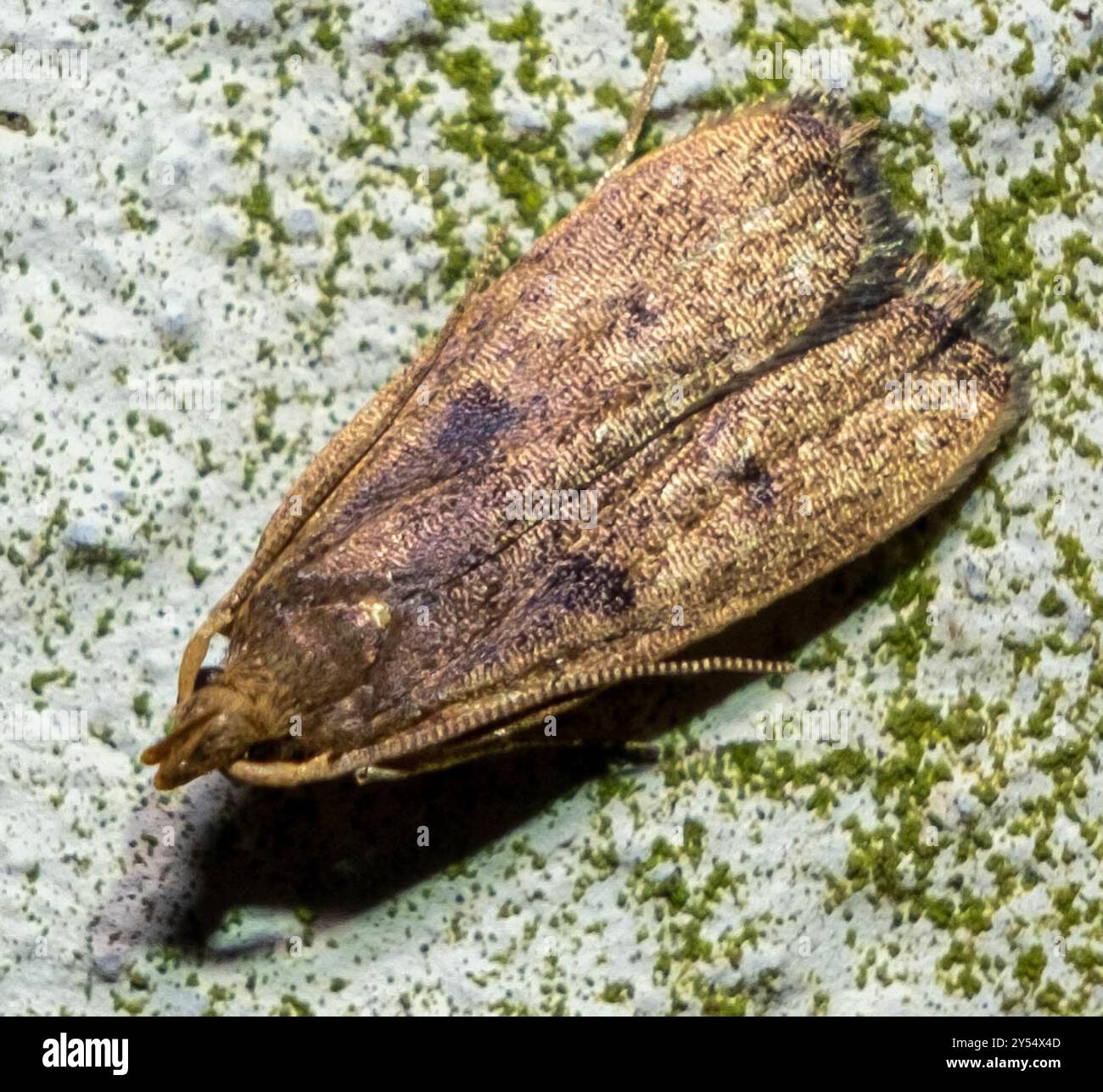 Curved-horn Moths (Gelechioidea) Insecta Stock Photo - Alamy