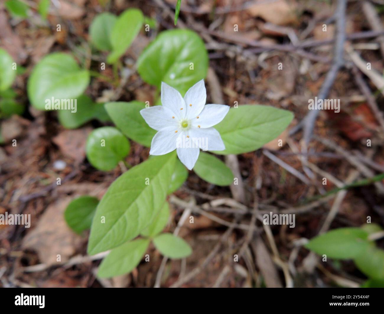 Arctic Starflower (Lysimachia europaea) Plantae Stock Photo - Alamy