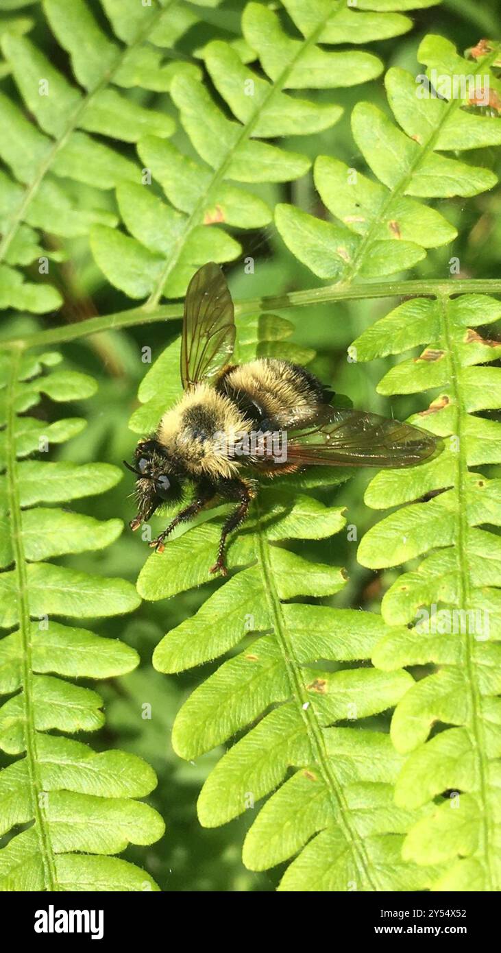 Eastern Yellow-backed Laphria (Laphria thoracica) Insecta Stock Photo ...