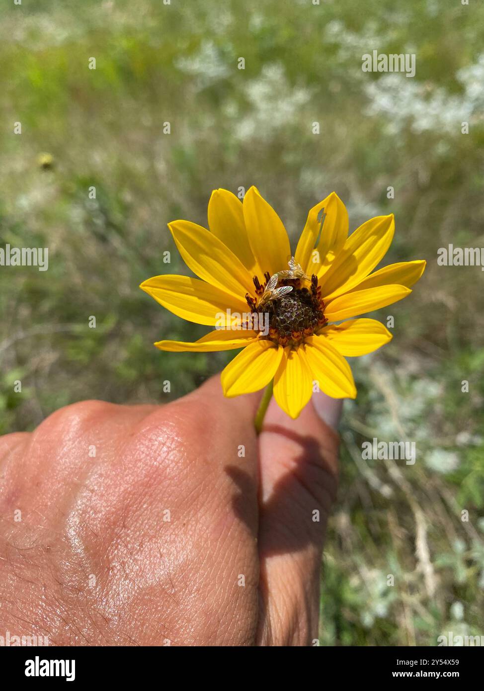 Stiff Sunflower (Helianthus pauciflorus) Plantae Stock Photo - Alamy