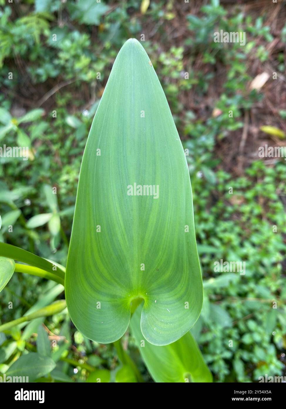 (Pontederia cordata cordata) Plantae Stock Photo - Alamy