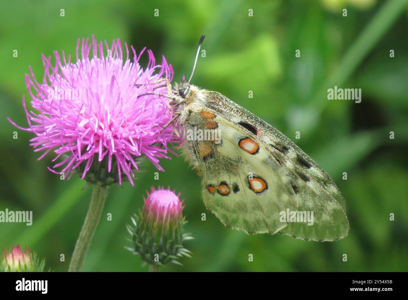Apollo (Parnassius apollo) Insecta Stock Photo - Alamy