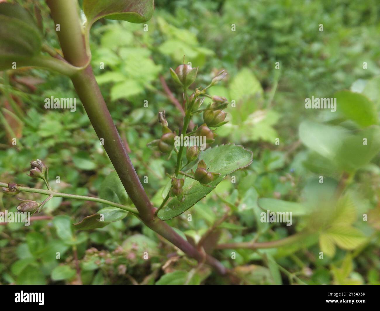 Brooklime (Veronica beccabunga) Plantae Stock Photo - Alamy