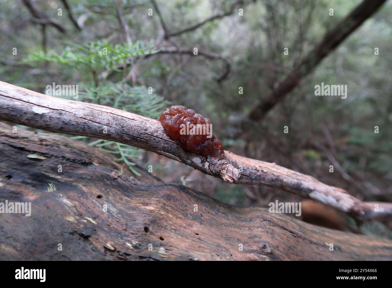 Brown Witch's Butter (Phaeotremella fimbriata) Fungi Stock Photo - Alamy