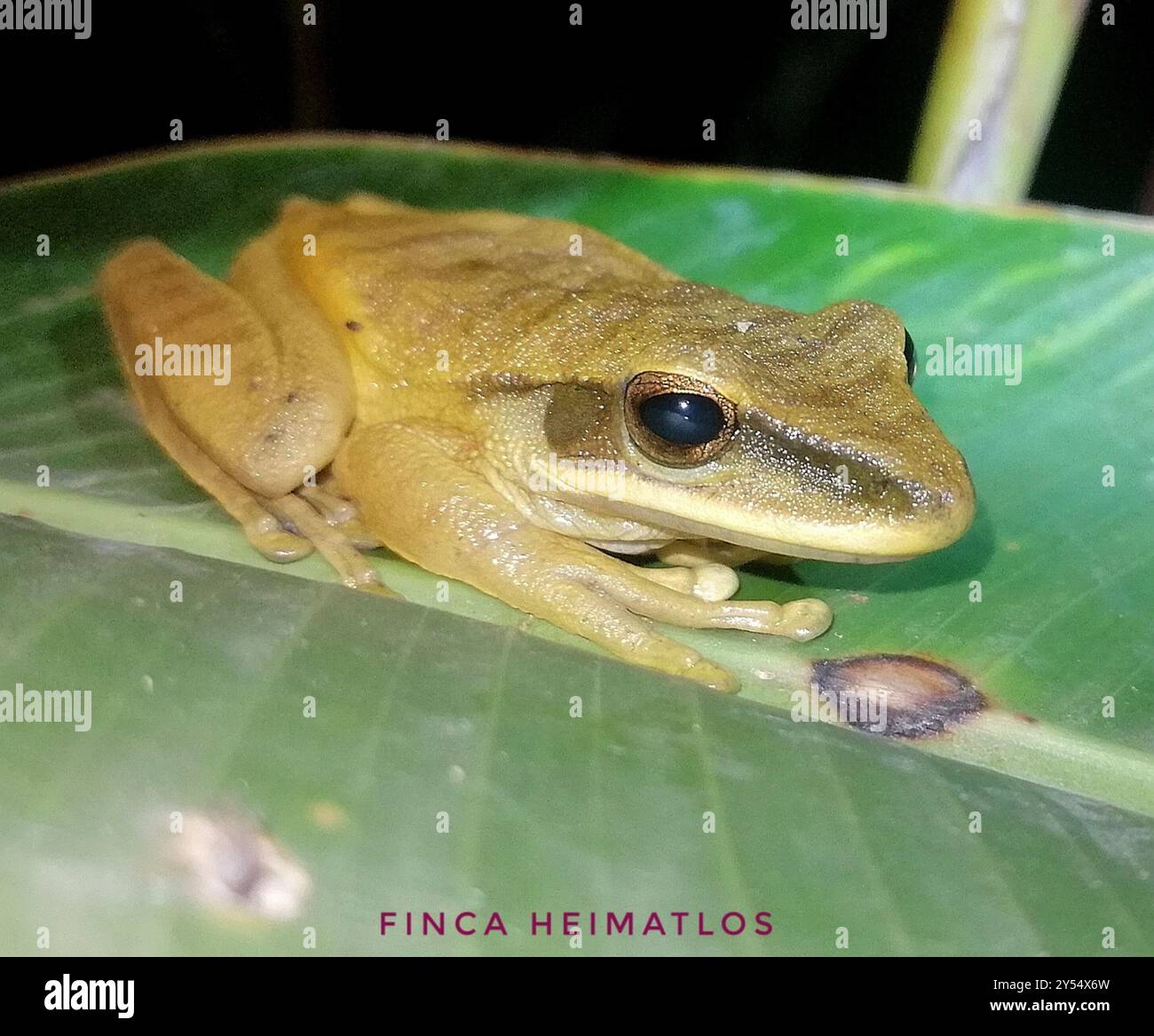 Basin Tree Frog (Boana lanciformis) Amphibia Stock Photo - Alamy
