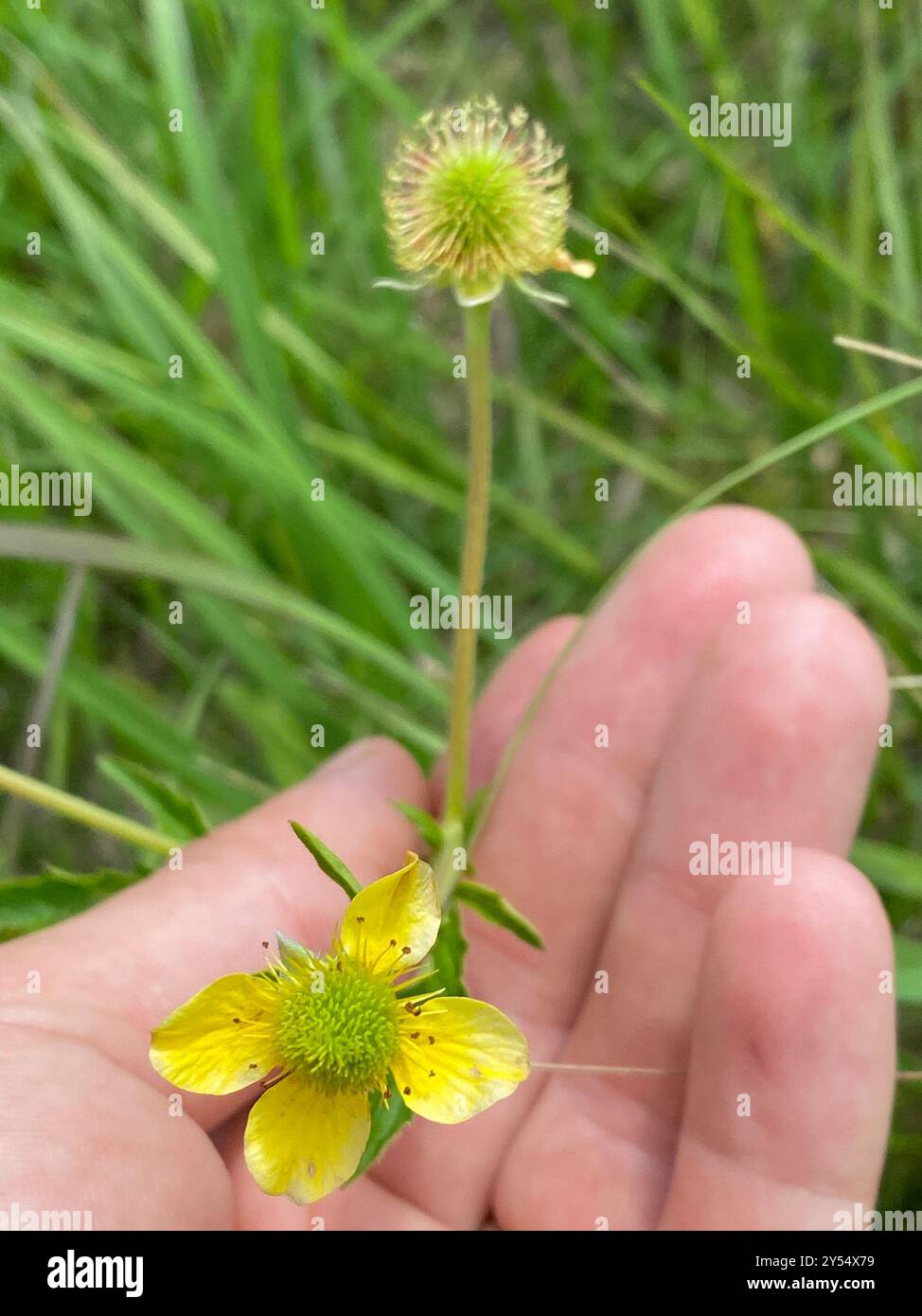 Yellow Avens (Geum aleppicum) Plantae Stock Photo - Alamy