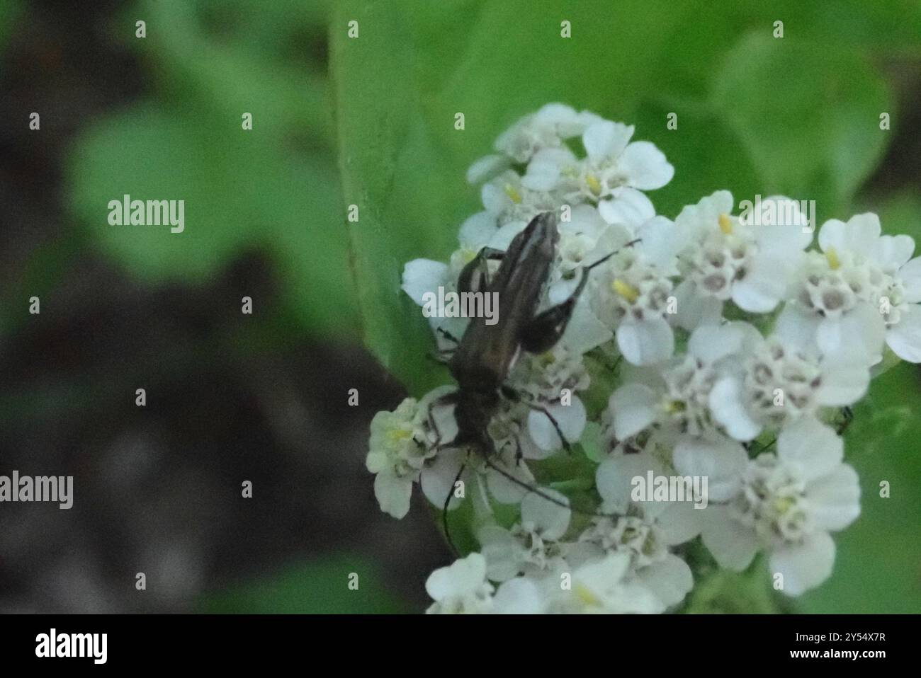 Yellow-legged Thick-legged Flower Beetle (Oedemera flavipes) Insecta ...