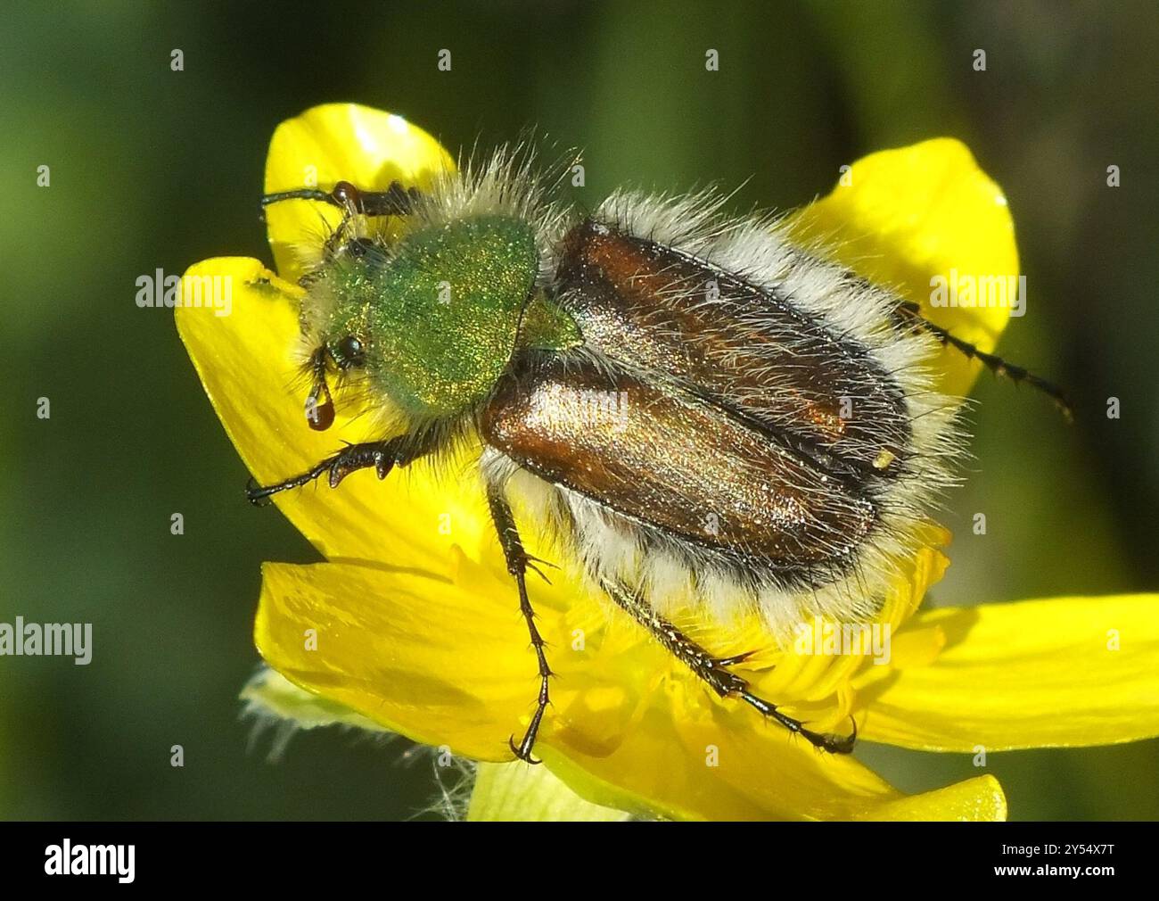 (Pygopleurus vulpes) Insecta Stock Photo - Alamy