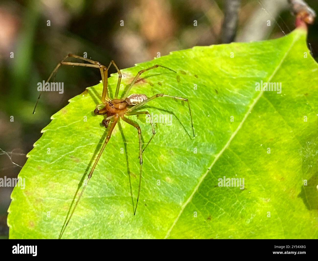 Sheetweb Spiders (Linyphia) Arachnida Stock Photo - Alamy