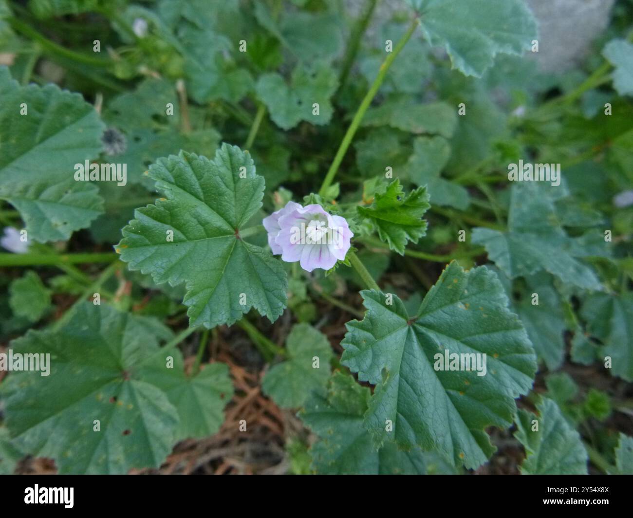 dwarf mallow (Malva neglecta) Plantae Stock Photo - Alamy