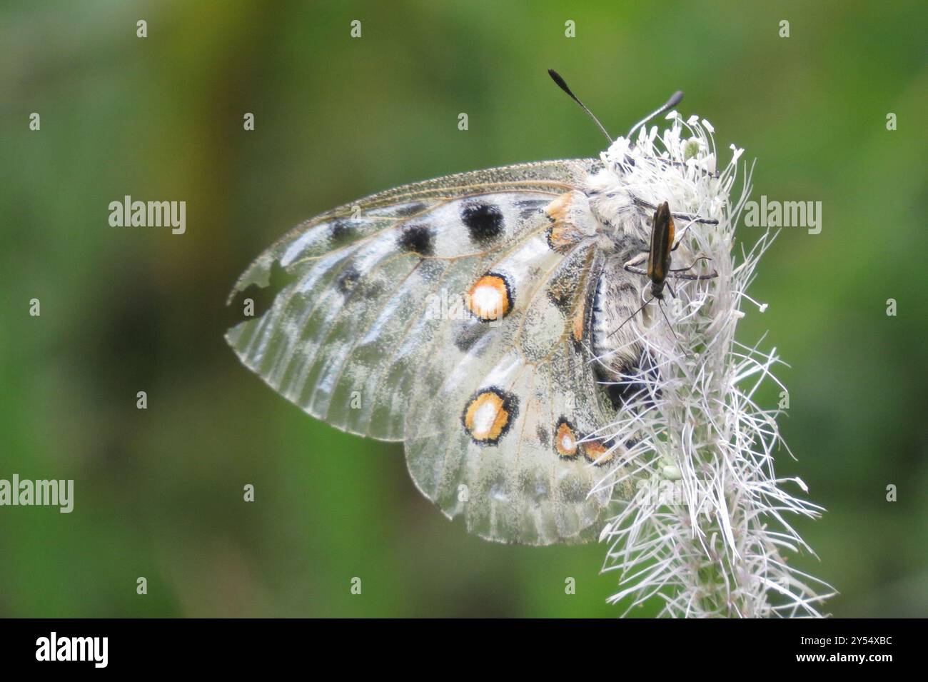 Apollo (Parnassius apollo) Insecta Stock Photo - Alamy