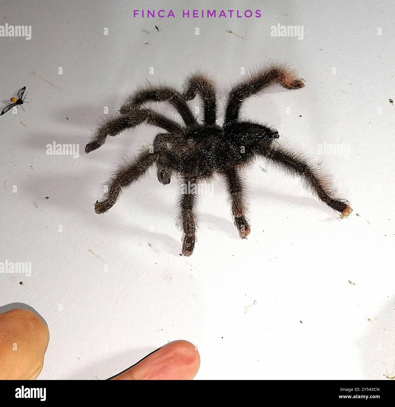 Yellow-banded Pinktoe Tarantula (Avicularia juruensis) Arachnida Stock ...