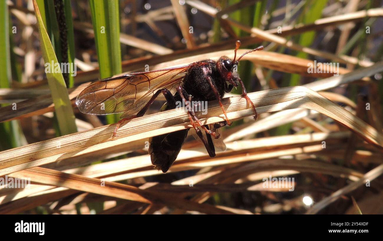 Large Alder Sawfly (Cimbex connatus) Insecta Stock Photo - Alamy