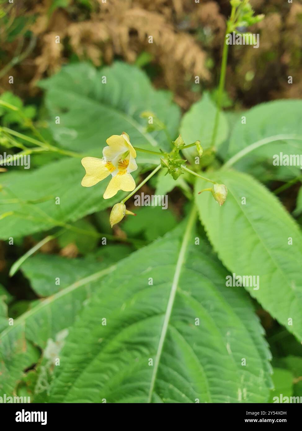 small balsam (Impatiens parviflora) Plantae Stock Photo - Alamy
