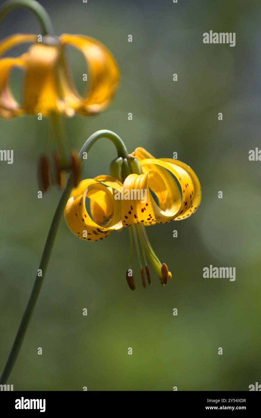 Columbia lily (Lilium columbianum) Plantae Stock Photo - Alamy