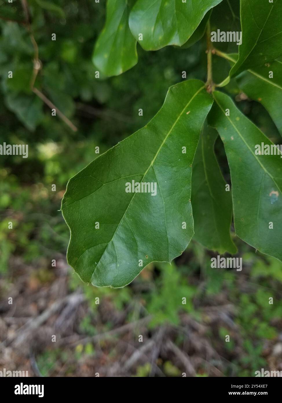 water oak (Quercus nigra) Plantae Stock Photo - Alamy