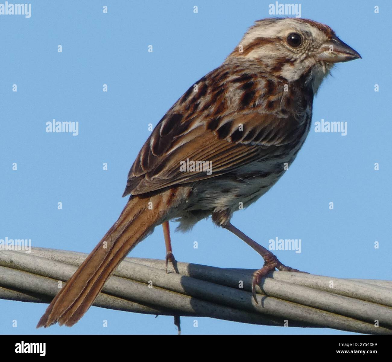 Song Sparrow (Melospiza melodia) Aves Stock Photo - Alamy