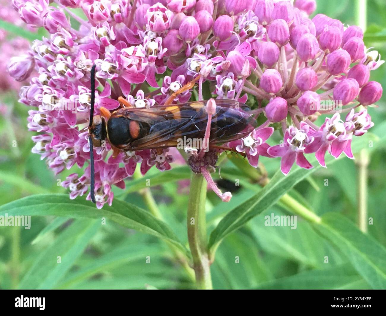 Eastern Cicada-killer Wasp (Sphecius speciosus) Insecta Stock Photo - Alamy