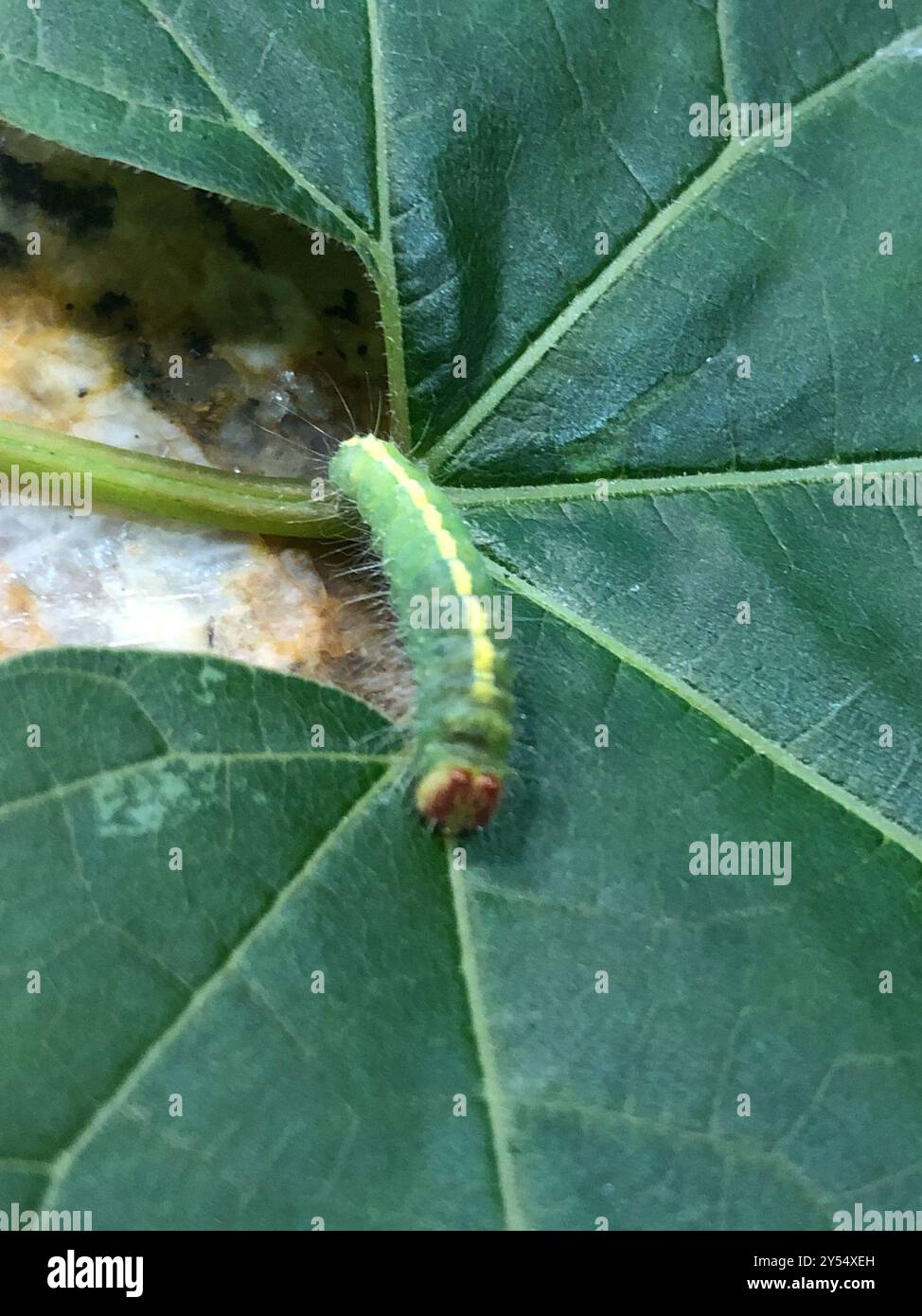 Cherry Dagger (Acronicta hasta) Insecta Stock Photo - Alamy