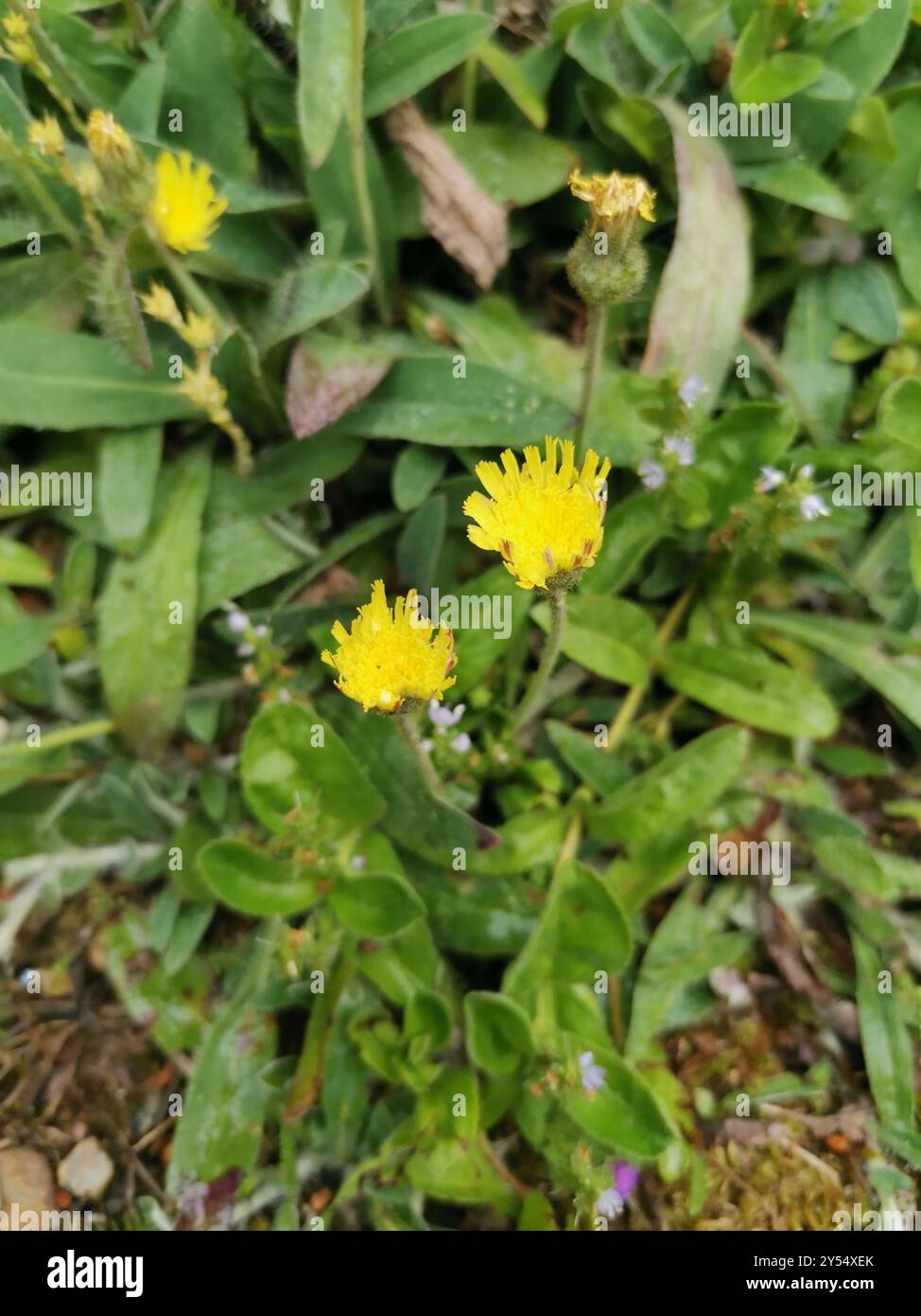 mouse-eared hawkweed (Pilosella officinarum) Plantae Stock Photo - Alamy