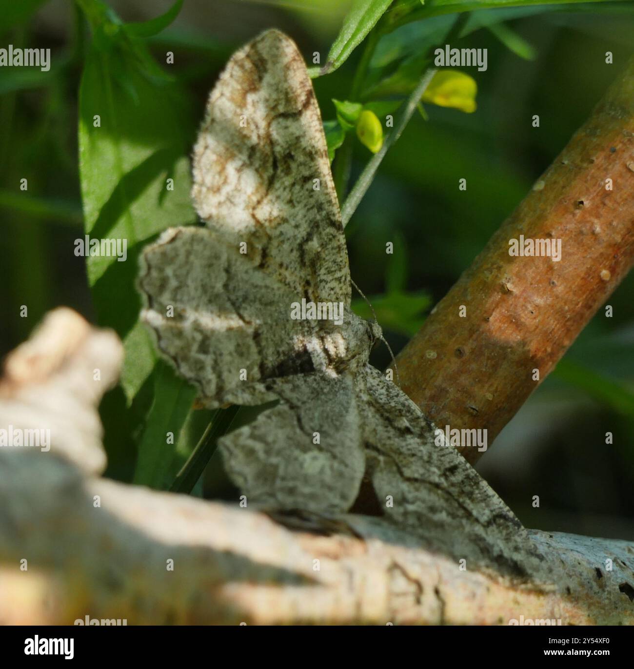 Mottled Beauty (Alcis repandata) Insecta Stock Photo - Alamy