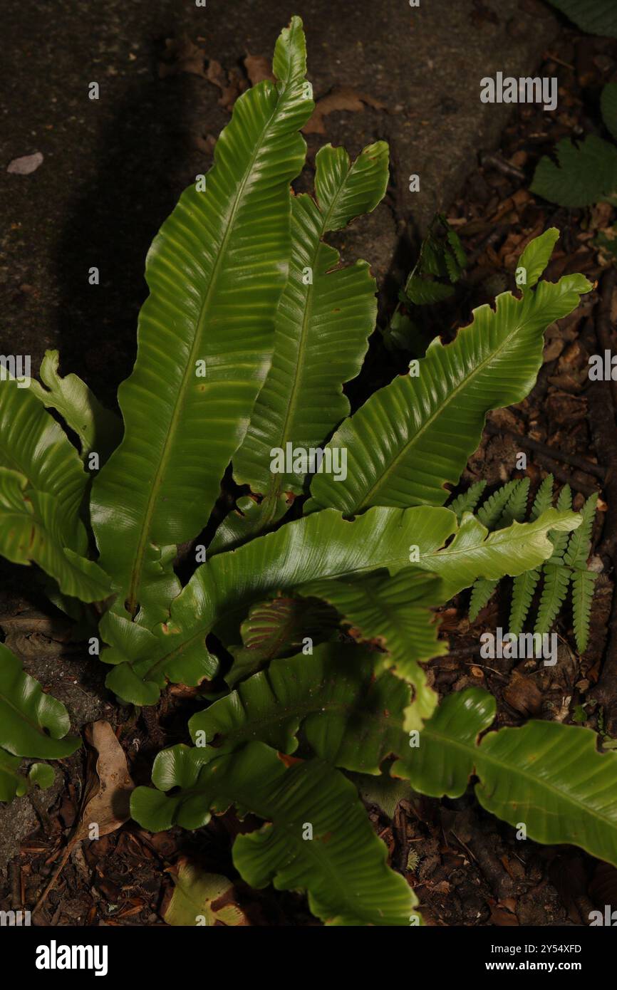 Hart's-tongue fern (Asplenium scolopendrium) Plantae Stock Photo - Alamy