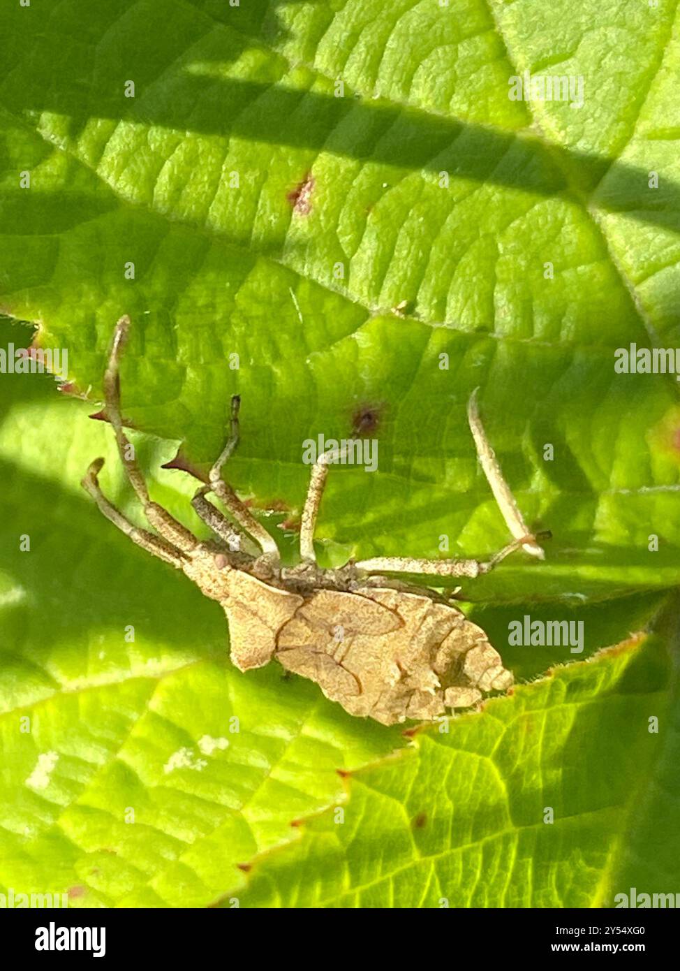 Dock Bug (Coreus marginatus) Insecta Stock Photo - Alamy