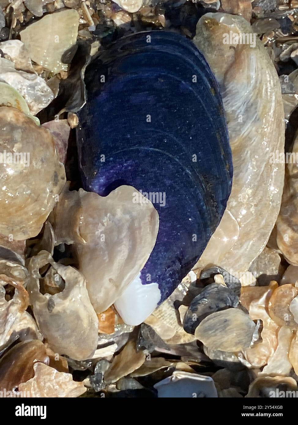 Blue Mussel Complex (Mytilus edulis) Mollusca Stock Photo - Alamy