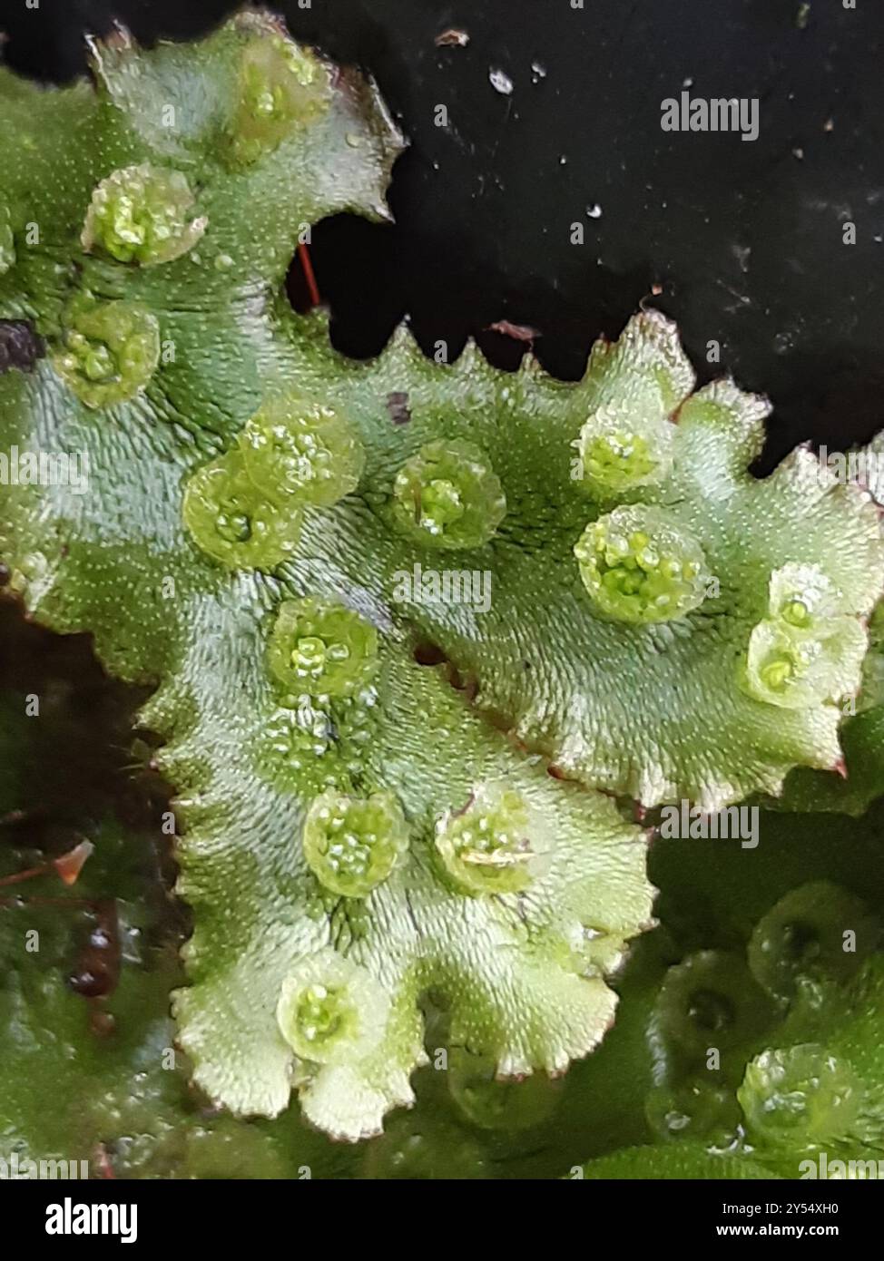 Common Liverwort (Marchantia polymorpha) Plantae Stock Photo - Alamy
