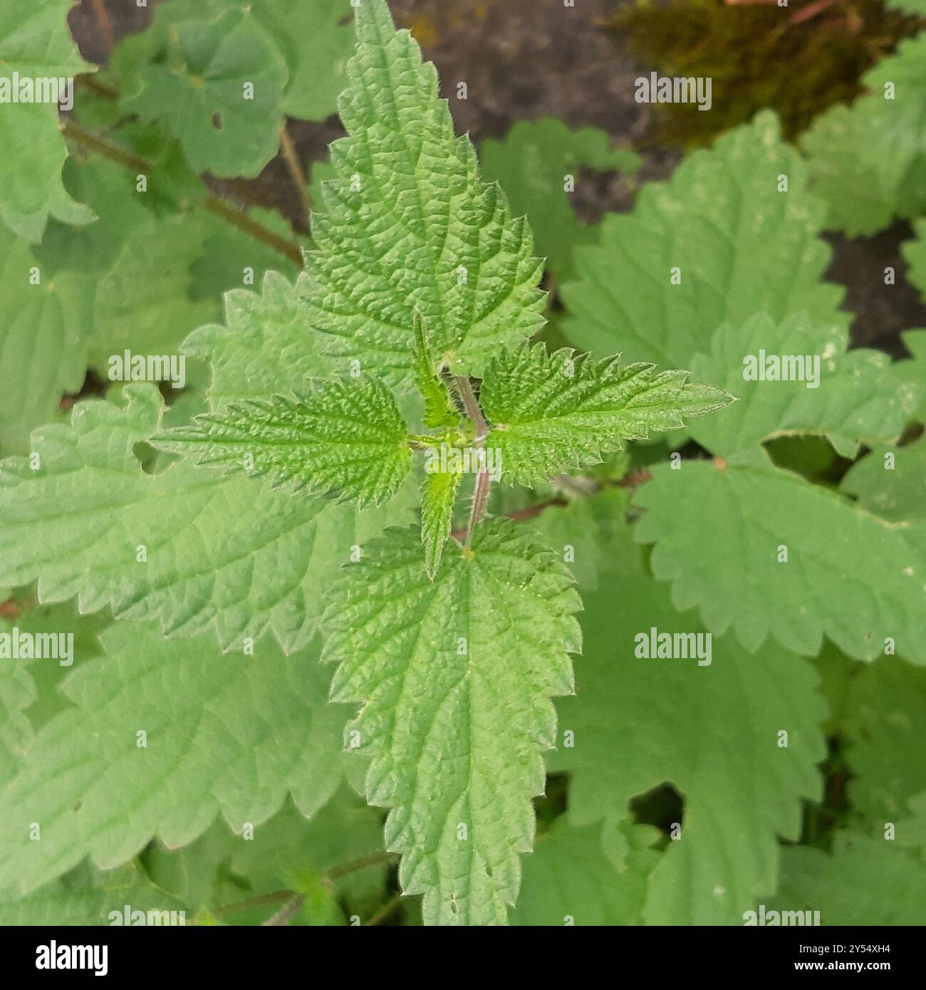 great stinging nettle (Urtica dioica) Plantae Stock Photo - Alamy