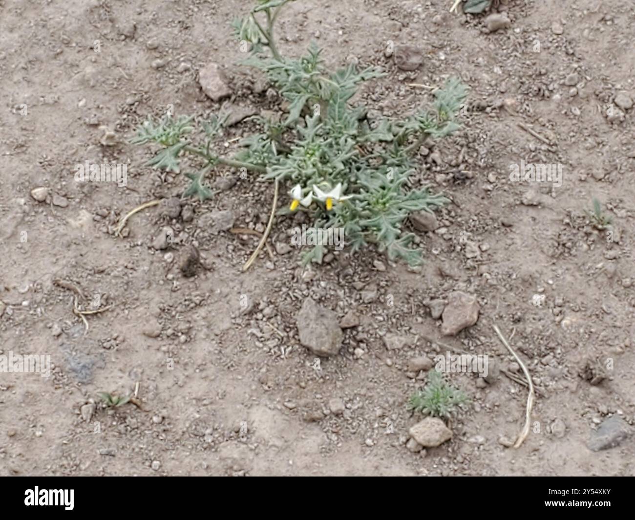 Cutleaf Nightshade (Solanum triflorum) Plantae Stock Photo - Alamy