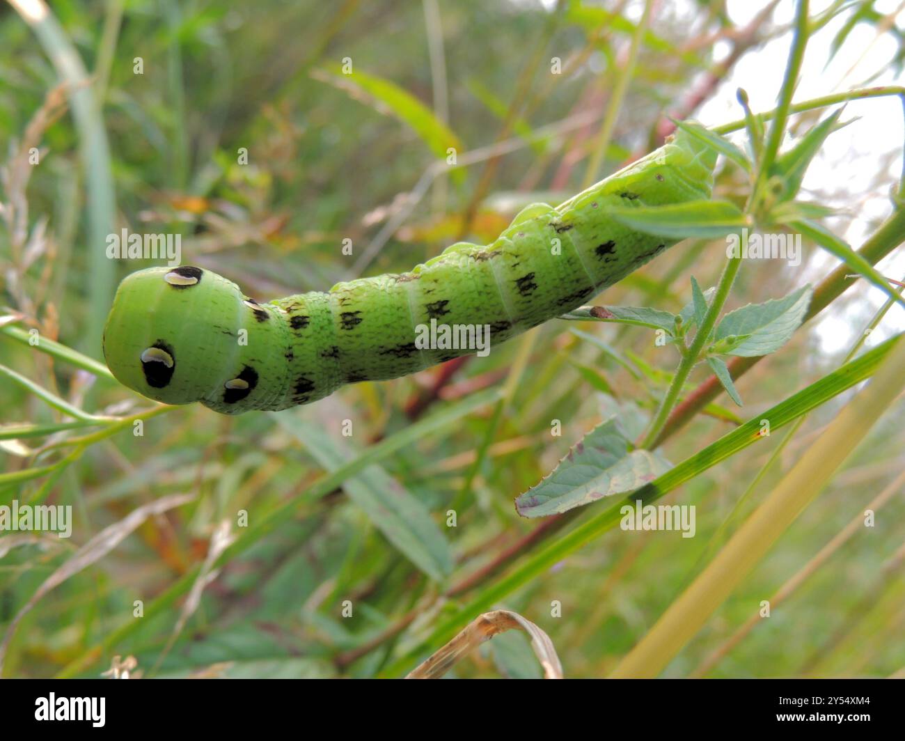 Elephant Hawkmoth (Deilephila elpenor) Insecta Stock Photo - Alamy