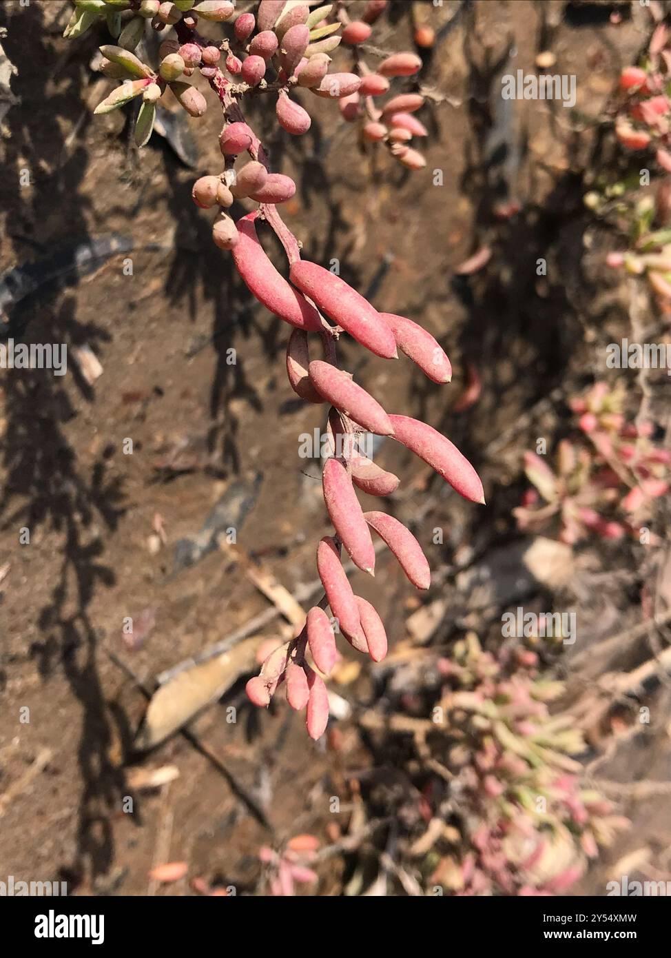 (Suaeda arbusculoides) Plantae Stock Photo - Alamy