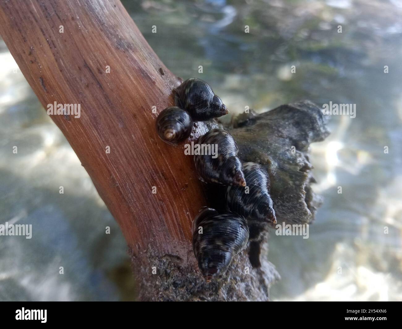 Gastropods (Gastropoda) Mollusca Stock Photo - Alamy