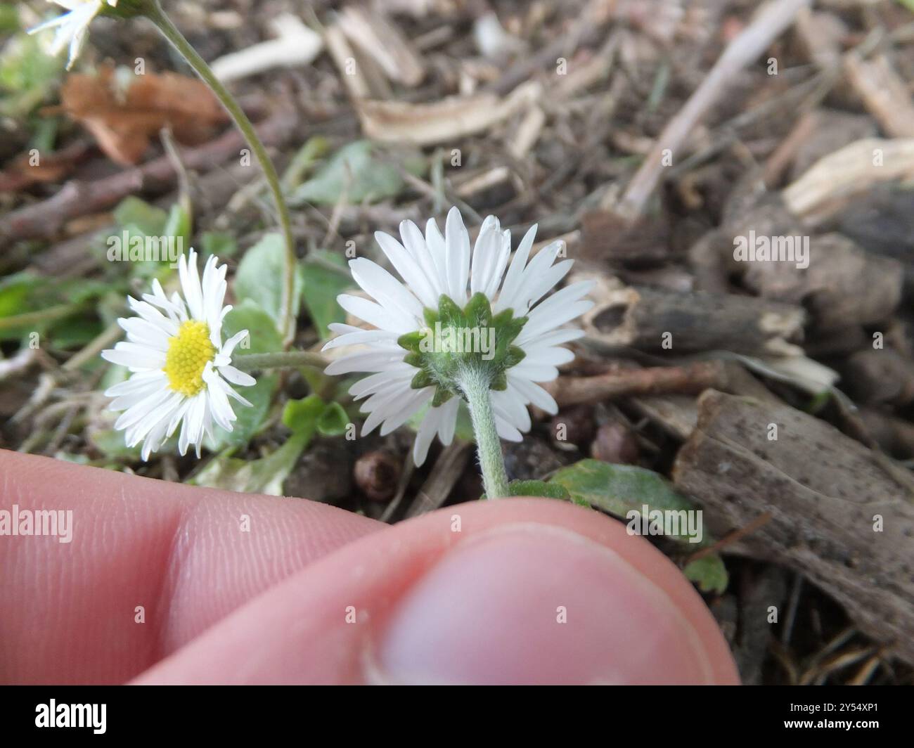 Lawn daisy (Bellis perennis) Plantae Stock Photo - Alamy