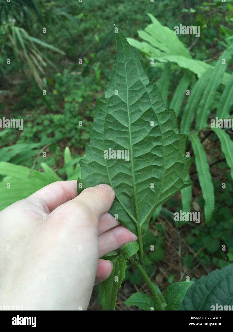 Siam weed (Chromolaena odorata) Plantae Stock Photo - Alamy