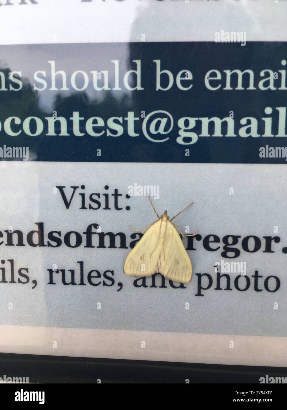 Carrot Seed Moth (Sitochroa palealis) Insecta Stock Photo - Alamy