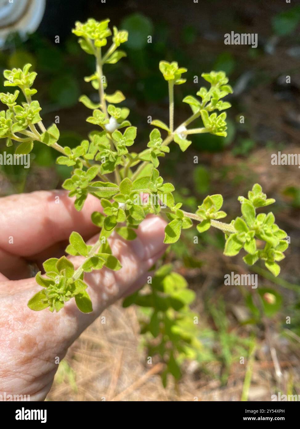 Dixie aster (Sericocarpus tortifolius) Plantae Stock Photo - Alamy