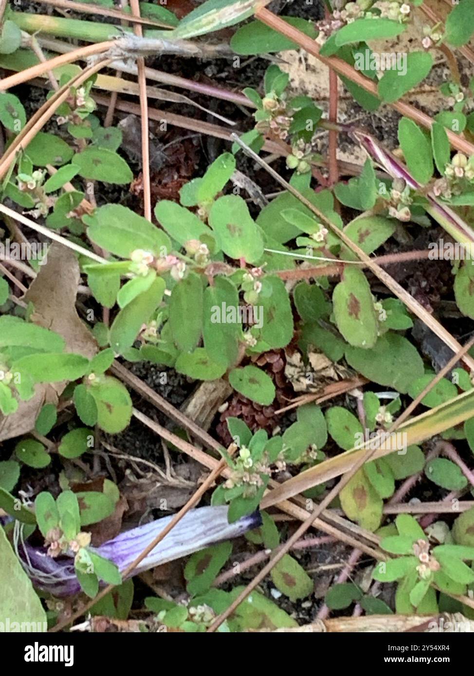 Spotted spurge (Euphorbia maculata) Plantae Stock Photo - Alamy