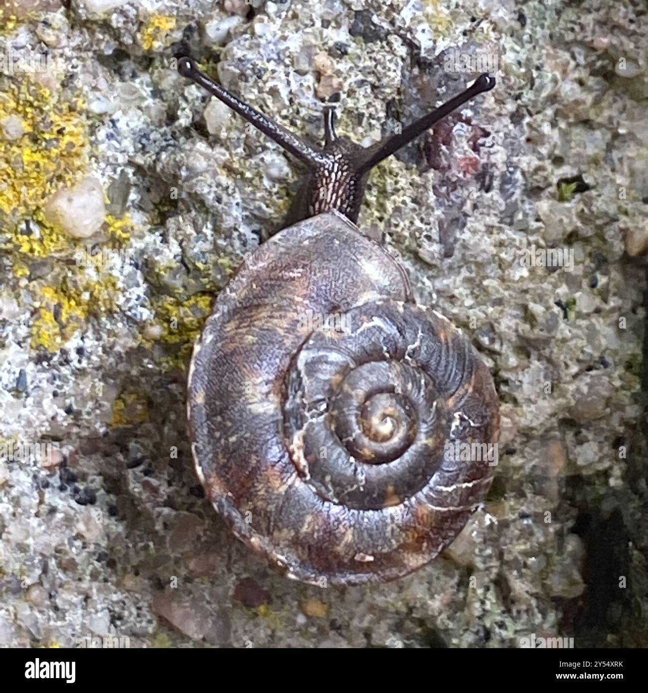 Lapidary Snail (Helicigona lapicida) Mollusca Stock Photo - Alamy