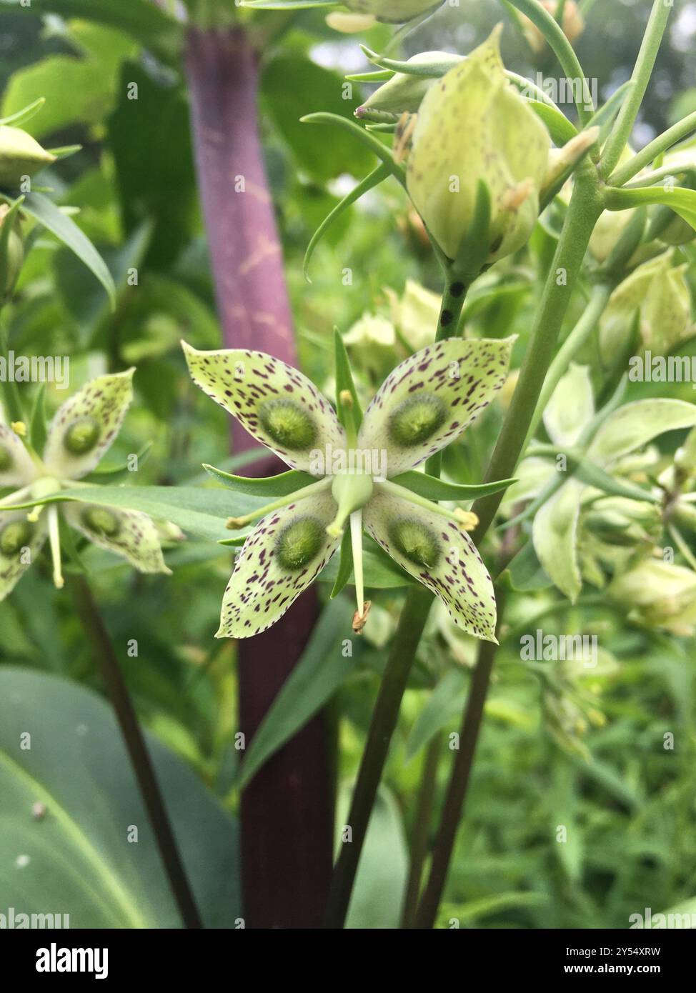 American columbo (Frasera caroliniensis) Plantae Stock Photo - Alamy