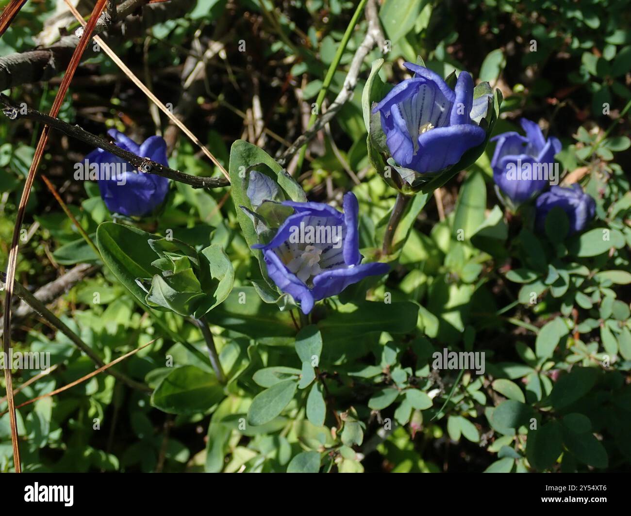 king's scepter gentian (Gentiana sceptrum) Plantae Stock Photo - Alamy